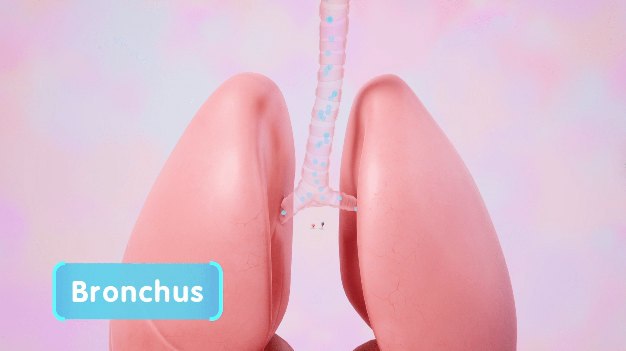 What is the Function of the Lungs? - Science for Kids