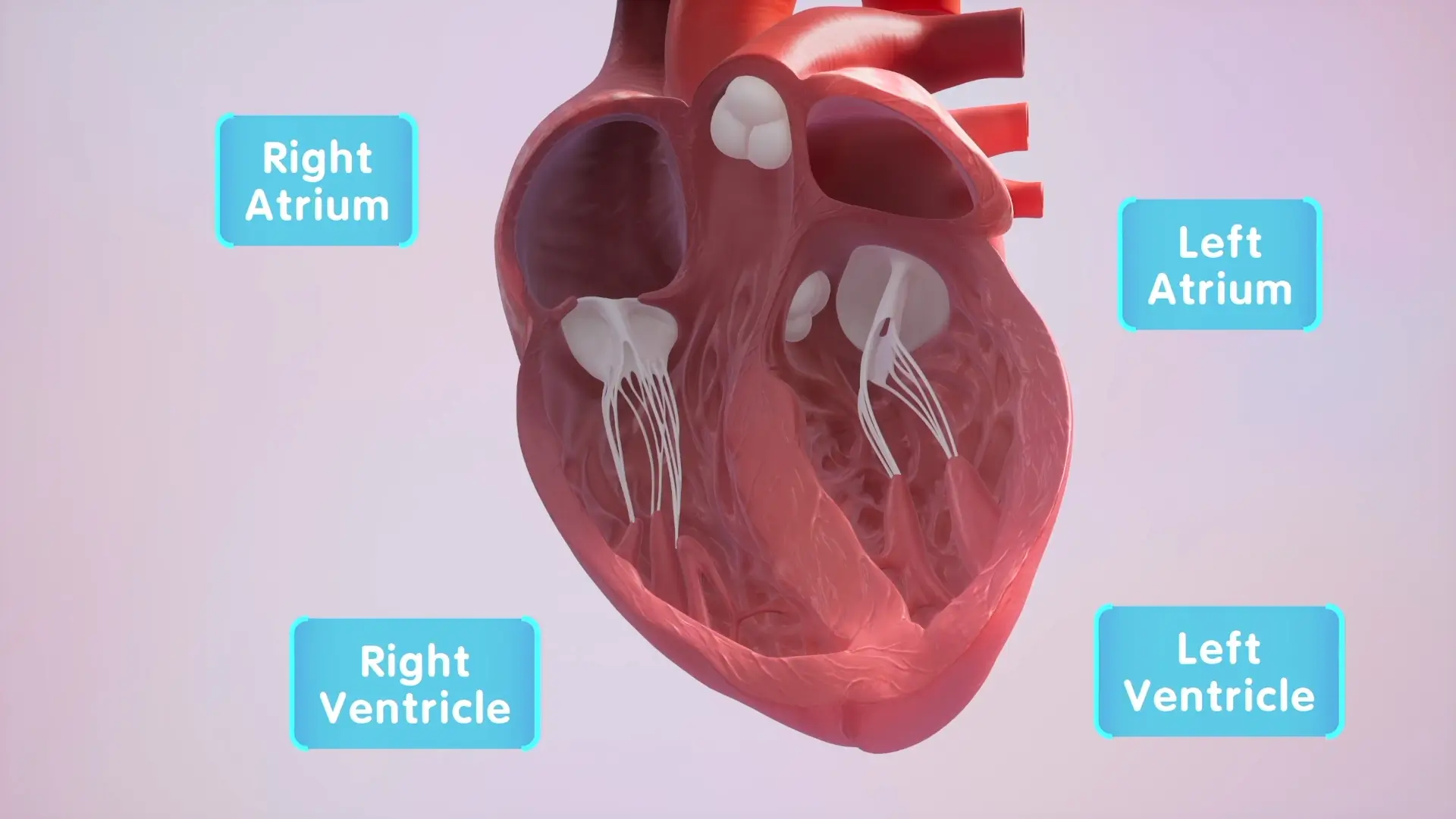 How Does the Heart Work? - Science for Kids