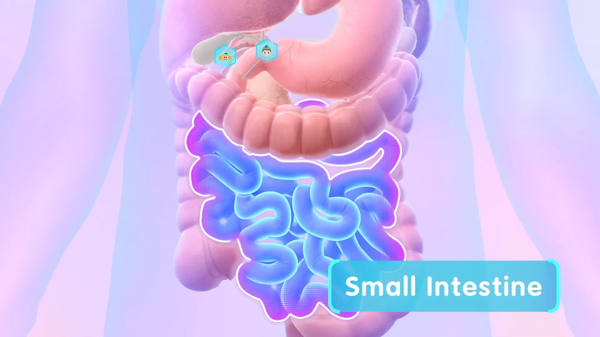 What Are Intestines？ - Science for Kids