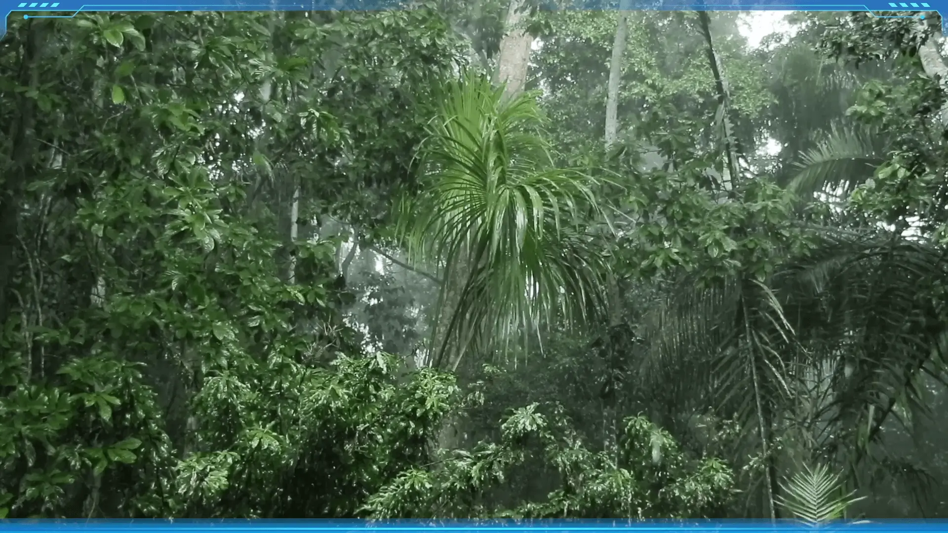 What Is the Tropical Rainforest Climate? - Science for Kids