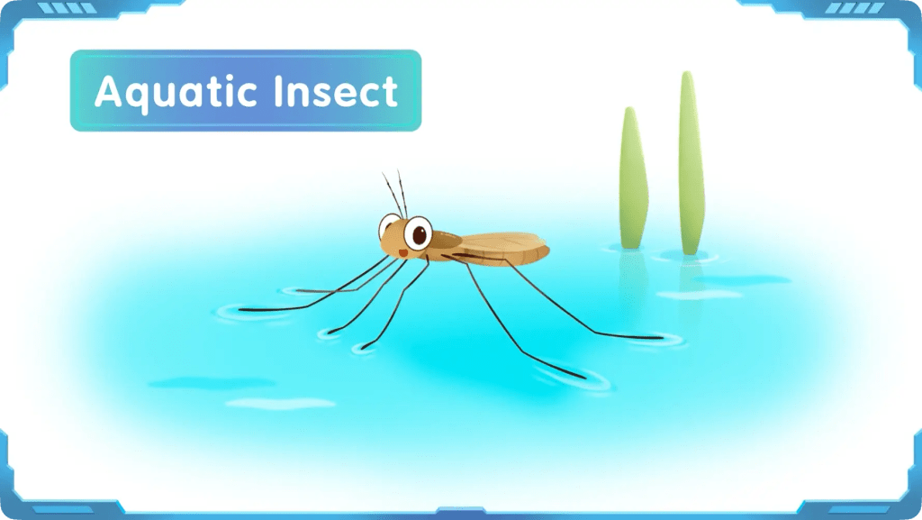 What Are Aquatic Insects? - Science for Kids